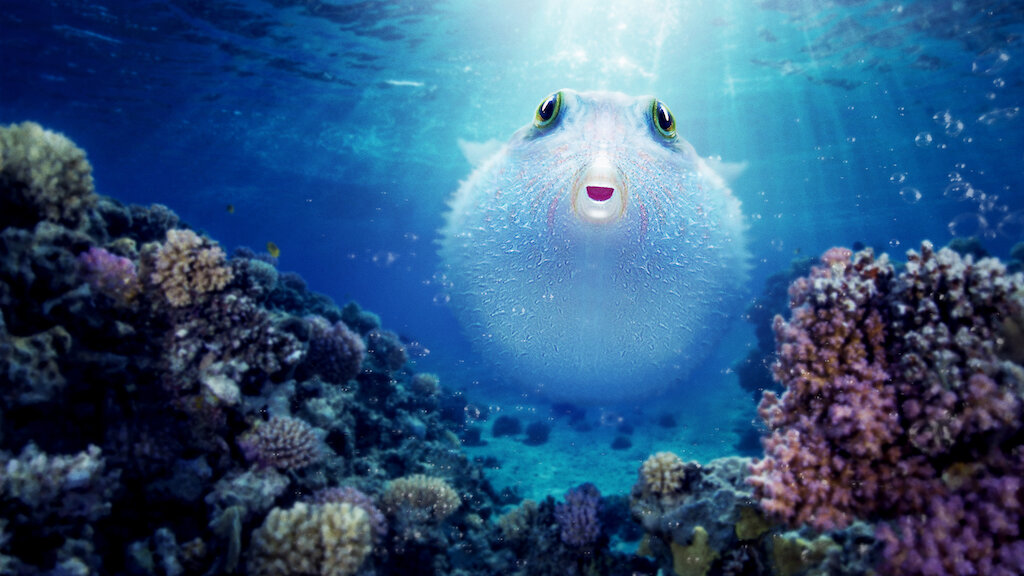 Watch Puff: Wonders of the Reef | Netflix Official Site