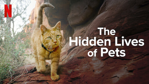 Watch Inside the Mind of a Cat | Netflix Official Site