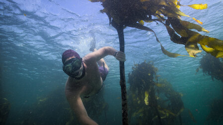 Watch My Octopus Teacher | Netflix Official Site