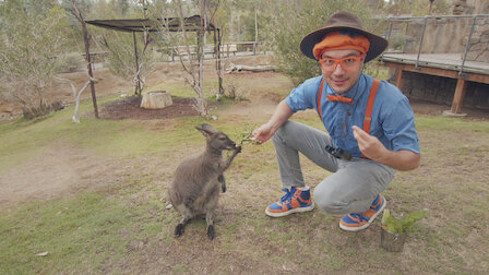 Watch Blippi | Netflix