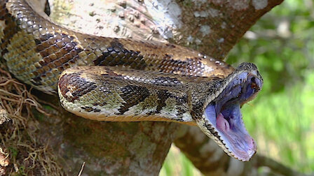 Watch 72 Dangerous Animals: Latin America | Netflix Official Site