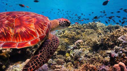 Watch Our Planet | Netflix Official Site