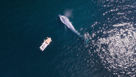 Watch Our Planet | Netflix Official Site