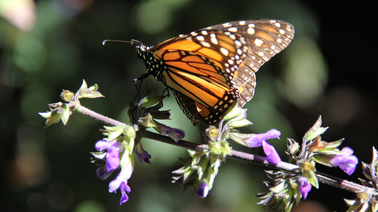 Watch Flight of the Monarch Butterfly | Netflix