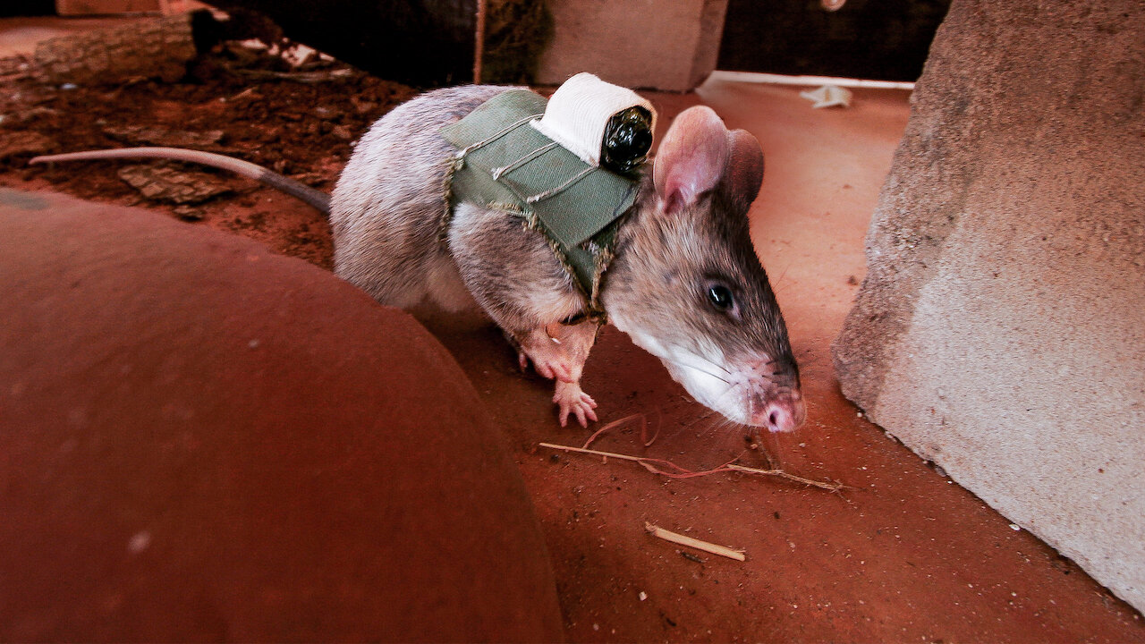 Watch Mozambique's Minesweeper Rats | Netflix