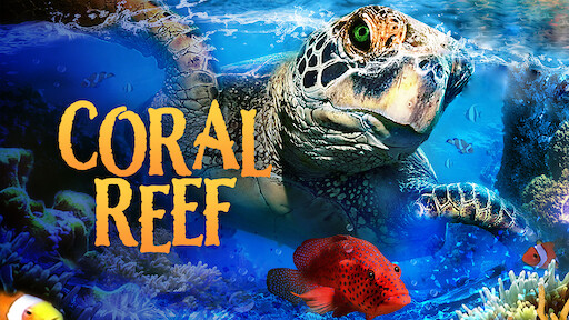 Watch Dolphins | Netflix